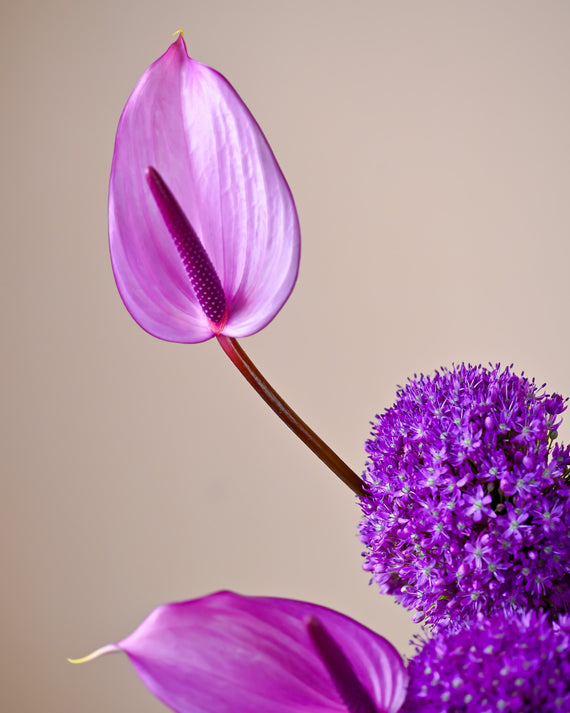 Graduation Collection – Flo Boutique